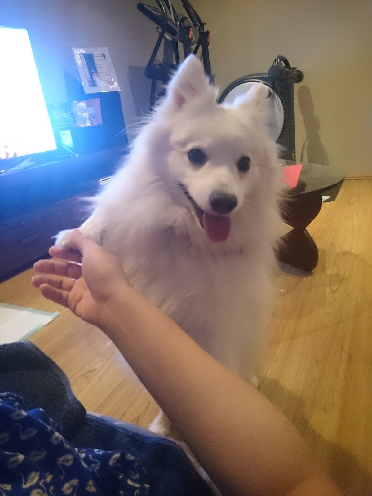 jasminetay.blogspot.com: Benji & Coco!