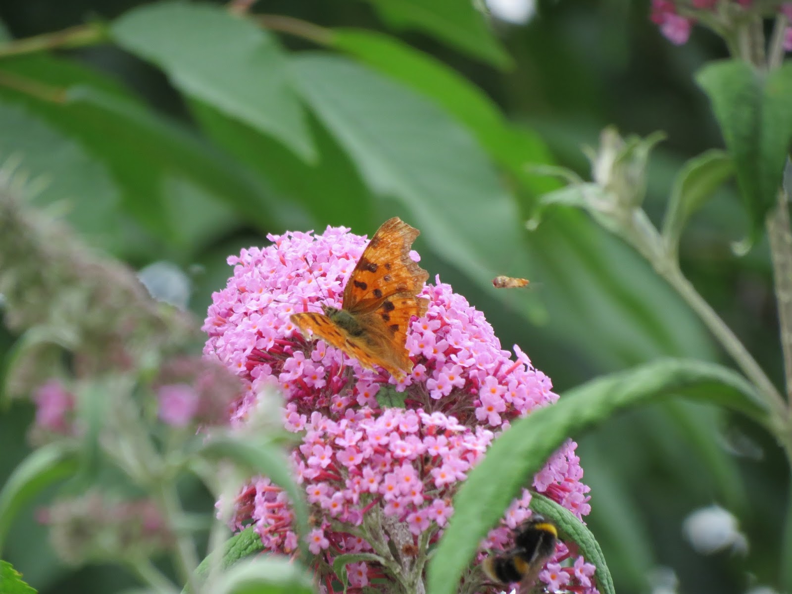 BIRDING AMERSHAM: Garden Butterflying
