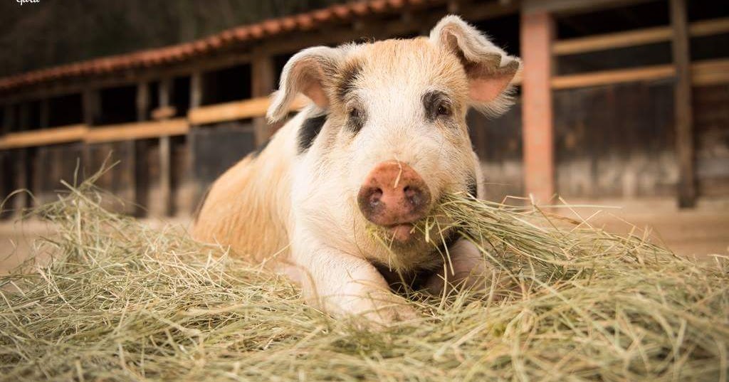 Vida y Consciencia Animal: Hermosa y emotiva historia de Javi y Andrea ...