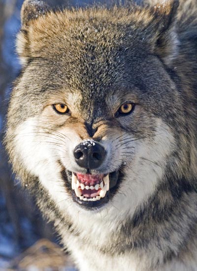 White Wolf : Tails high, stand tall and snarl: Fascinating pictures of ...