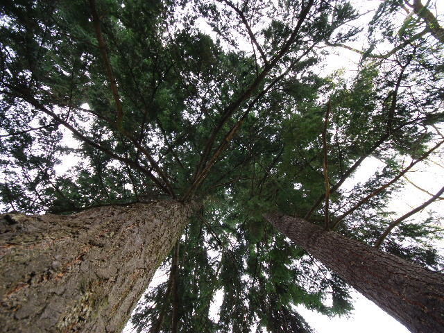 Al's Photography Blog: Downtown Bellevue Park Trees