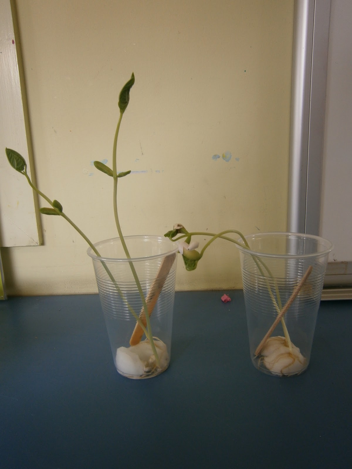 Plant diary: Our bean seed experiment