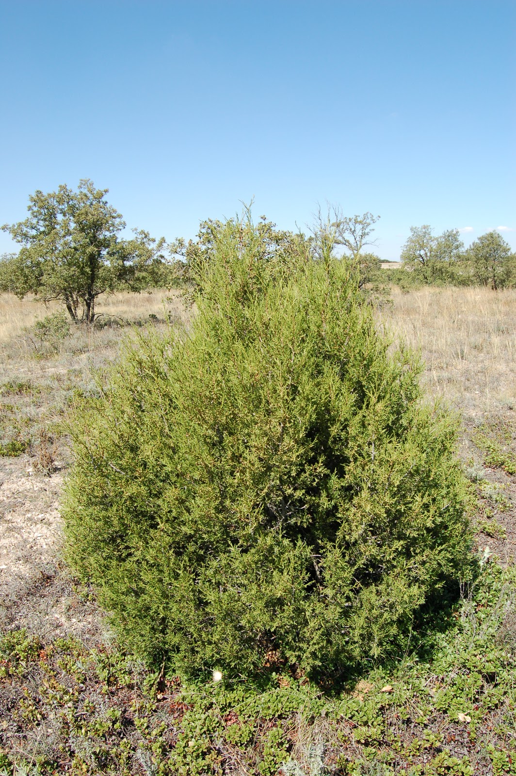Natura jardín: LA SABINA (Juniperus thurifera) PARA USO EN JARDINERÍA