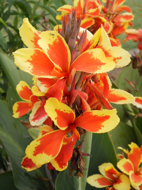 ~ 'FLEU DE LIS' ~ CANNA & OTHER PLANTS: SOME OF MY CANNAS GROWN HERE
