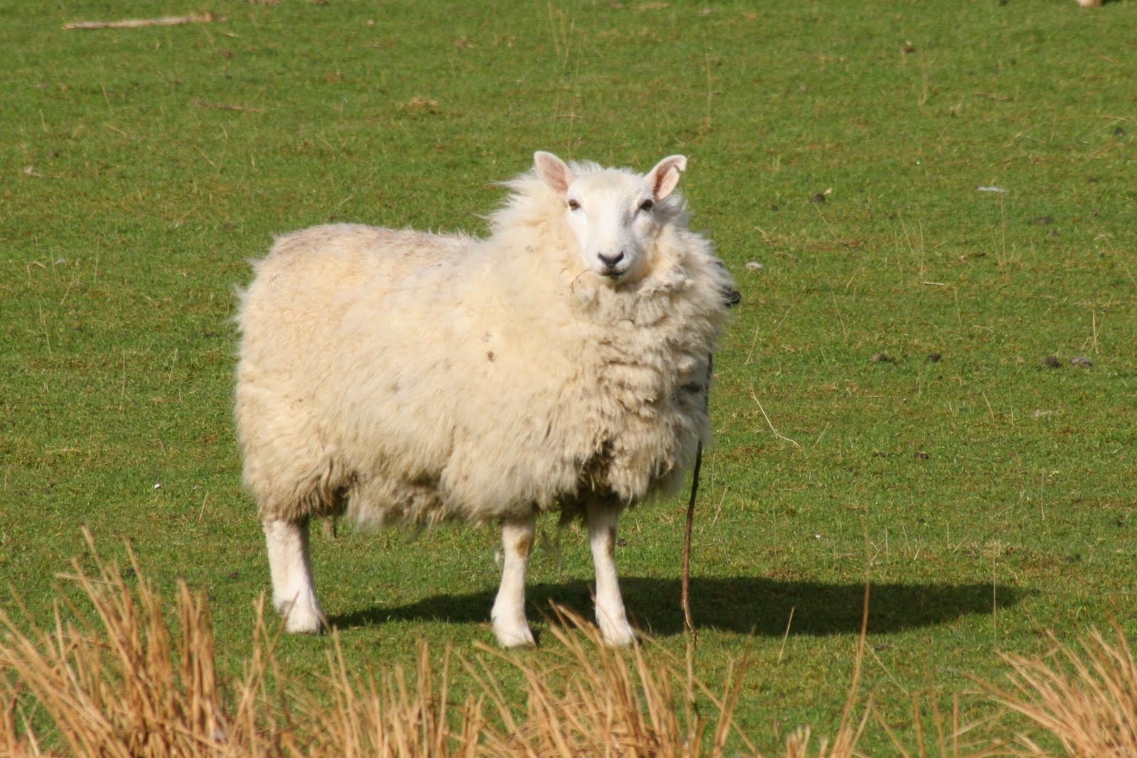 North Wapiti Blog: Sheep, sheep....Everywhere Sheep!!!