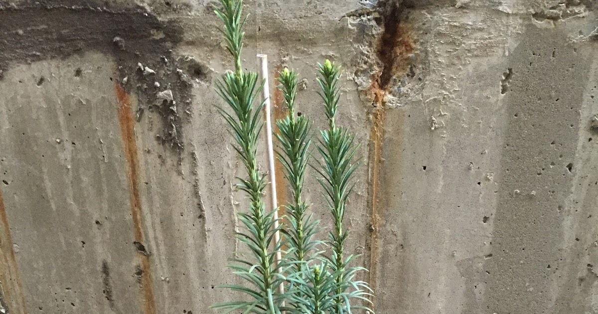 Grey to Green Garden: Bring Me a Shrubbery