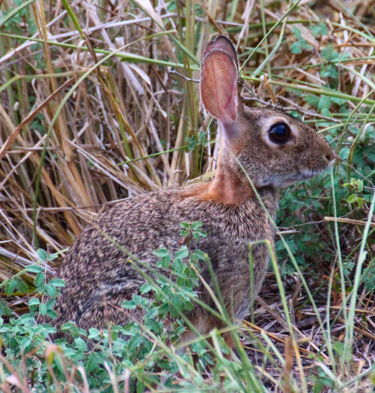 Cannundrums: Eastern Cottontail