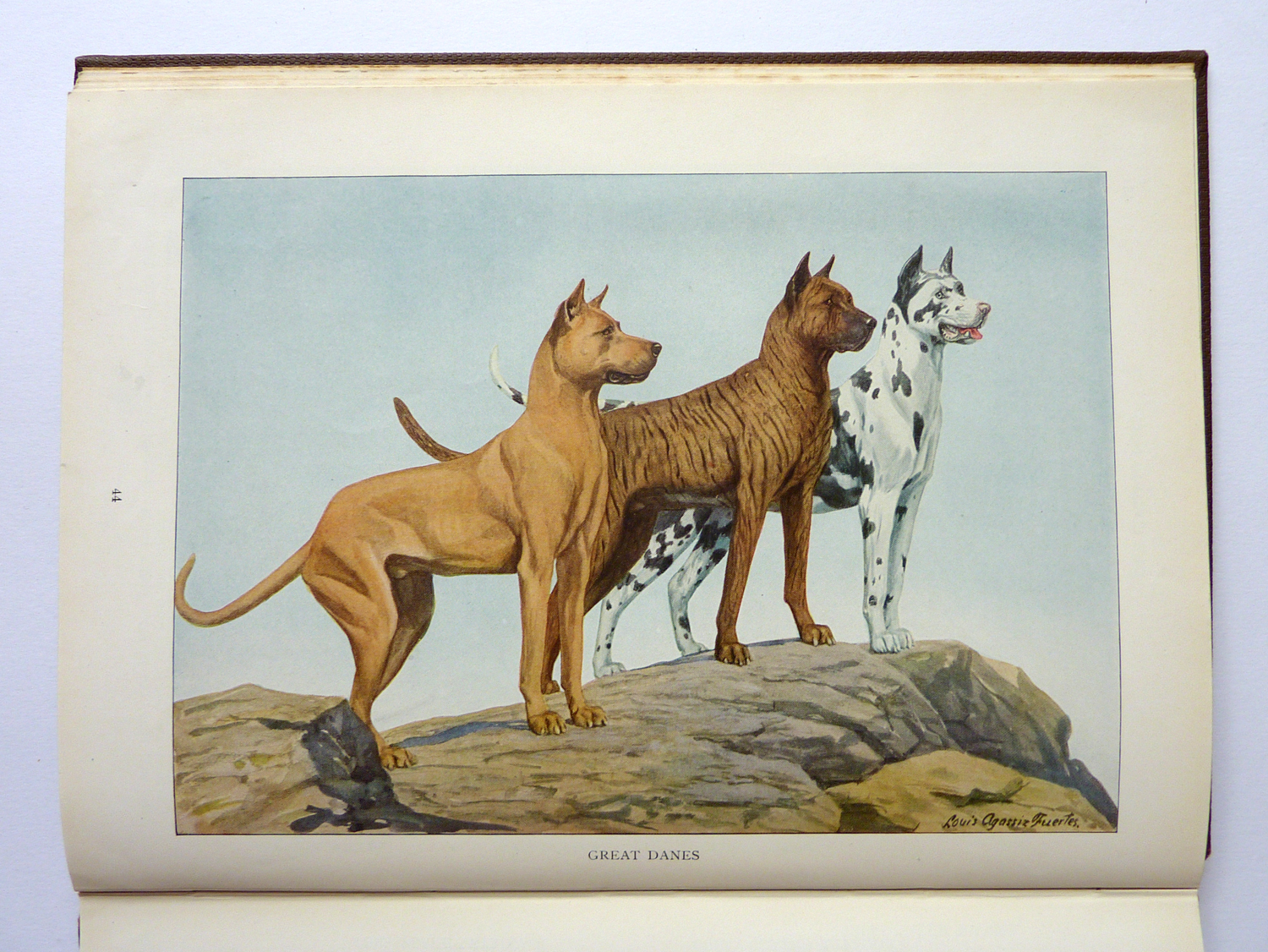 turning pages: Book of dogs