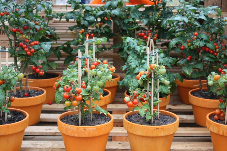 Aprende a cultivar tomates en casa - TodoTomate Aprende a cultivar tomates en casa - TodoTomate