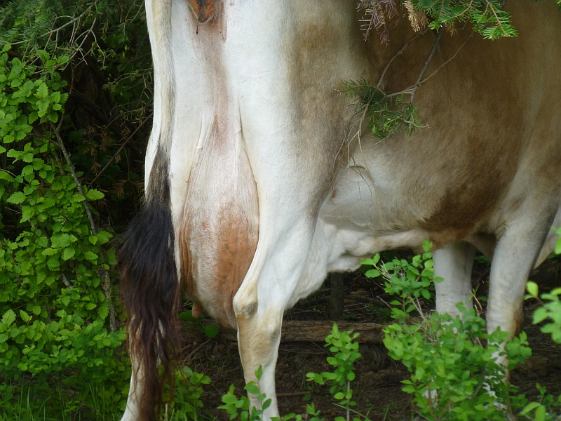 Rural Revolution: Udder shots