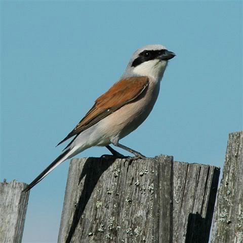 Mengenal Burung PentetSaung Bird | Burung Kicauan