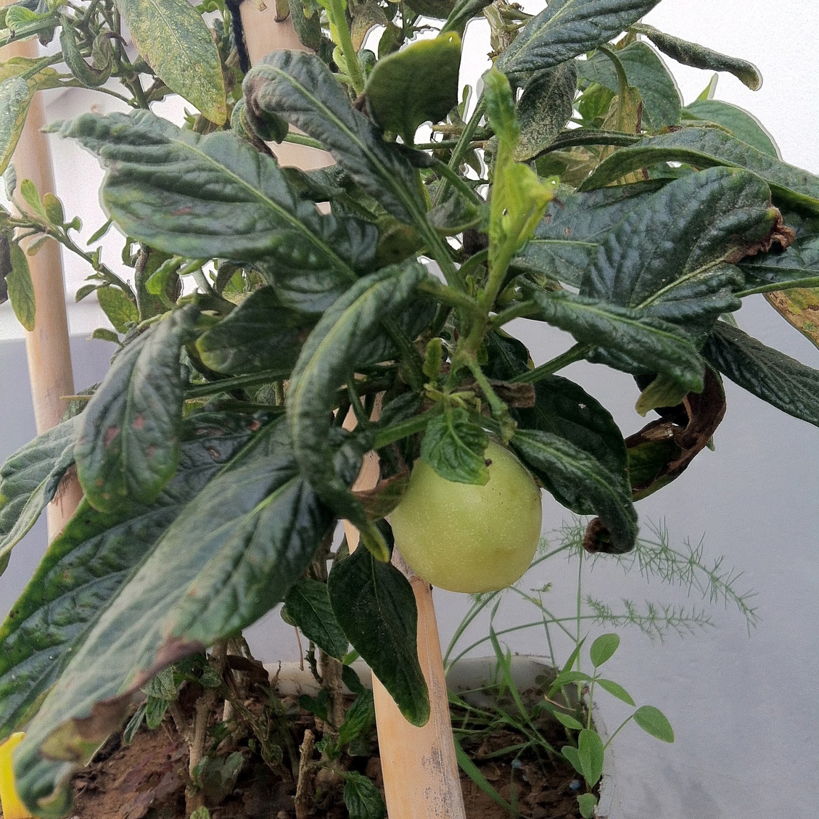 Huerto y azotea : Pera-melón