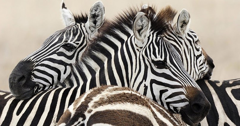 Liwale - Magingo Wildlife Management Areas (WMAs)