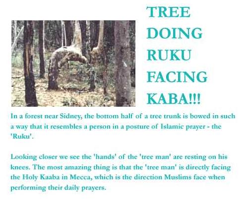 AMDI ~ Mā šāʾ Allāh Tree Doing Ruku Facing Kaba