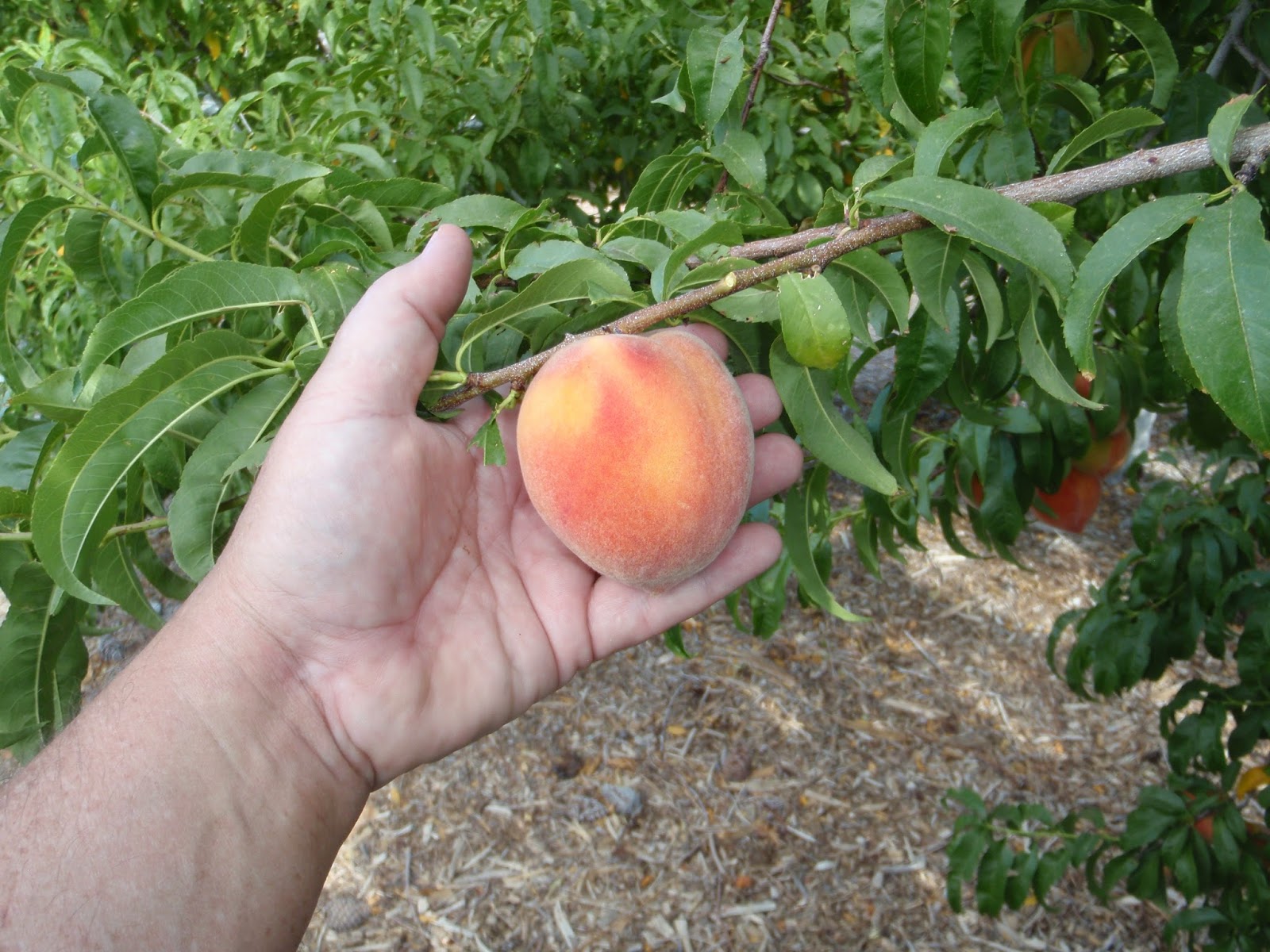 Xtremehorticulture of the Desert: Is 'Last Chance' Peach Good for ...