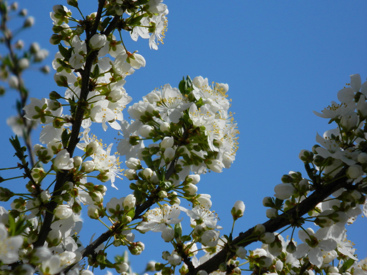 LA MULTI ANI, ROMANIA!: Pom inflorit