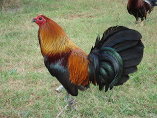 Vietnamese Gamefowl Foundation
