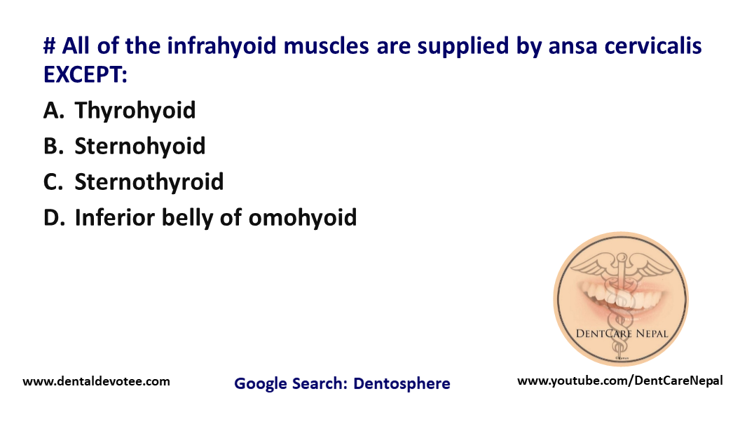 Infrahyoid Muscles