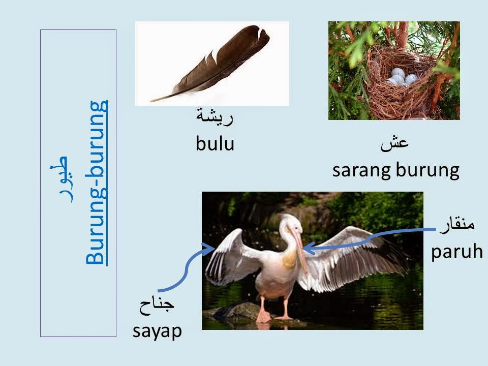 Education Made Fun: Arabic - Birds & Animals