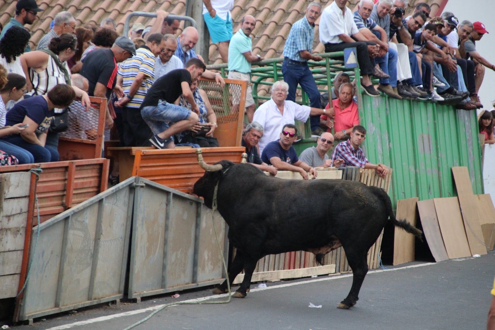 Casa Agrícola José Albino Fernandes: O Toiro para a Tourada à corda no ...