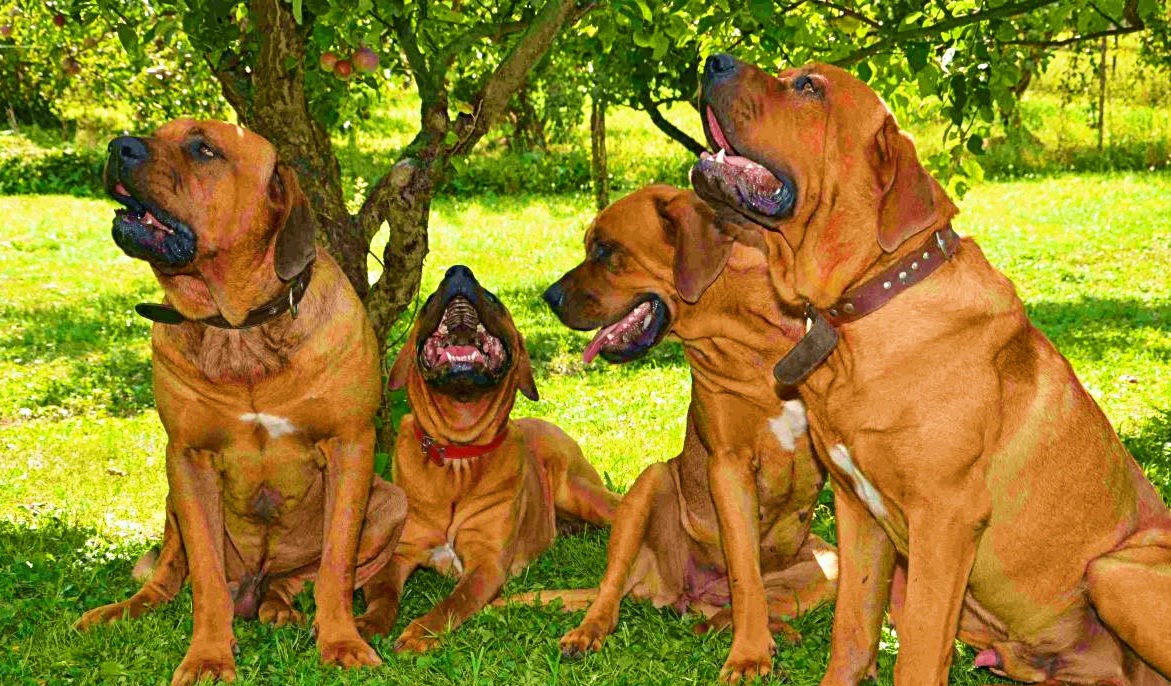 Tosa inu | WIKI PERROS