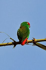 Loriculus Amabilis ~ LoroMania