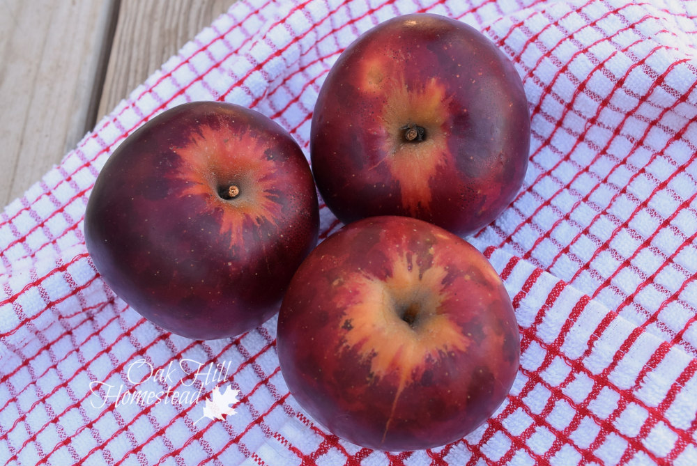 Quick and Easy Fresh Fruit Salad Recipe - Oak Hill Homestead