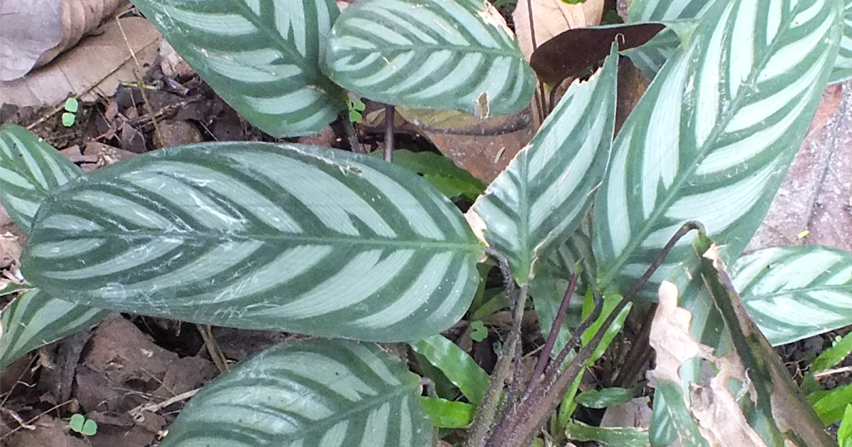 Calathea sp.