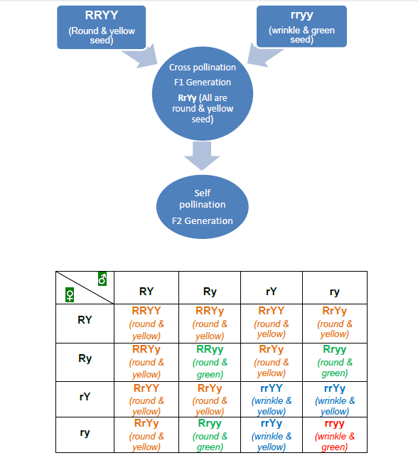 Perfect Knowledge: Genetics