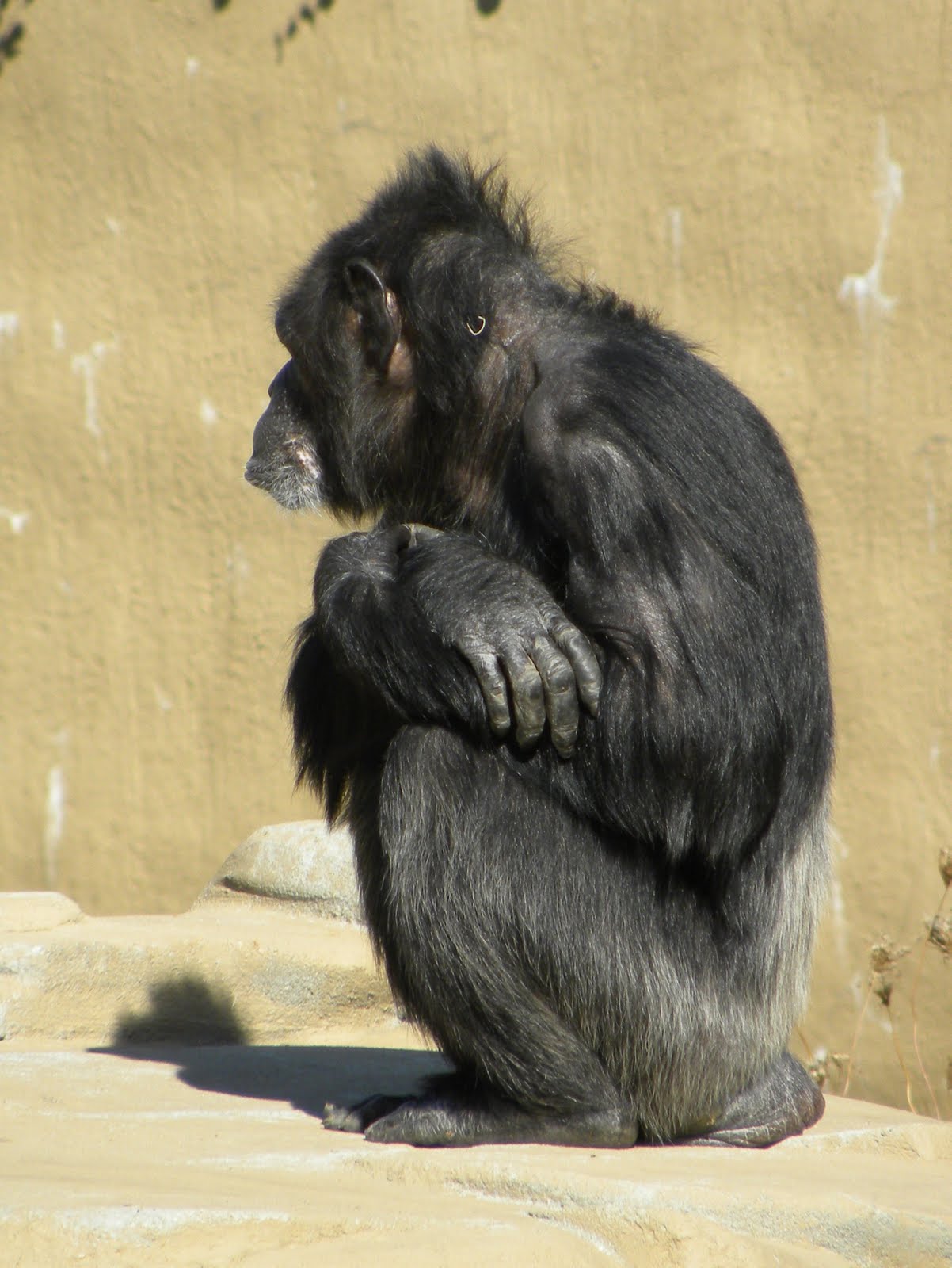 Zoo Tails: Image of the Week: Pensive chimp