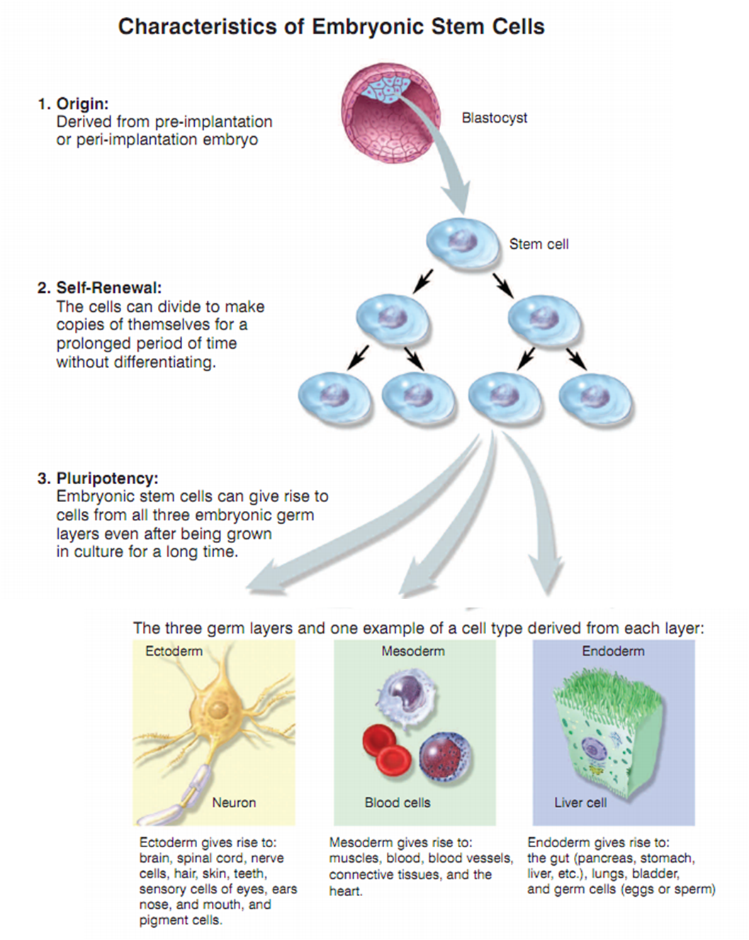 Stem Cells: Células madre... una prometedora herramienta terapéutica.