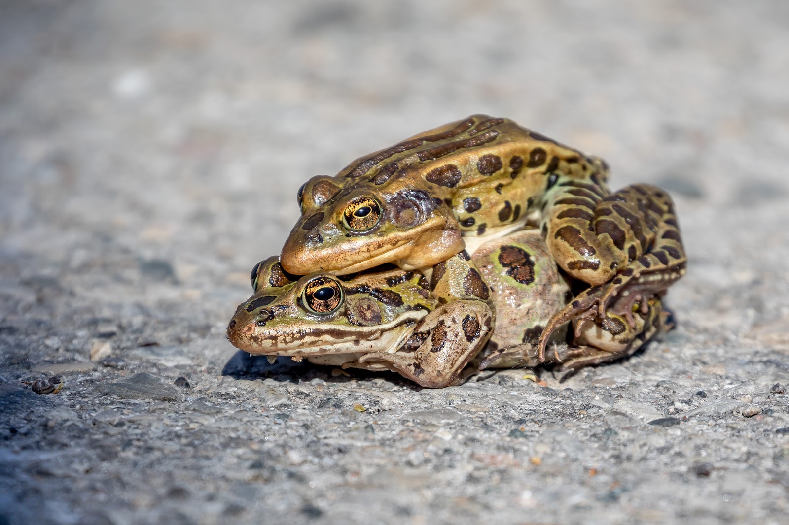 Leopard frog,