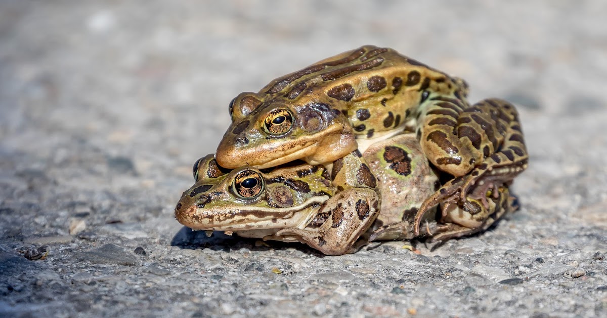 Leopard frog,