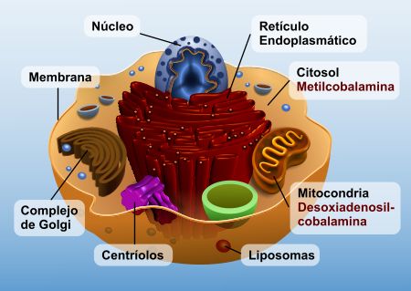BIOLOGIA CONTEMPORANEA: CITOSOL
