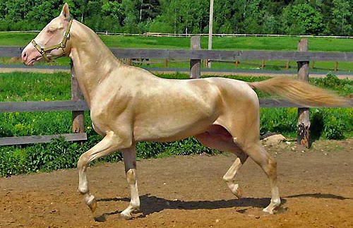 Akhal-Teke ::Breed Information, Overview, Characteristics, Breed ...