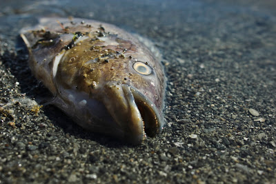 Vox Cantoris: Rotting Fish in the Rhine and Tiber