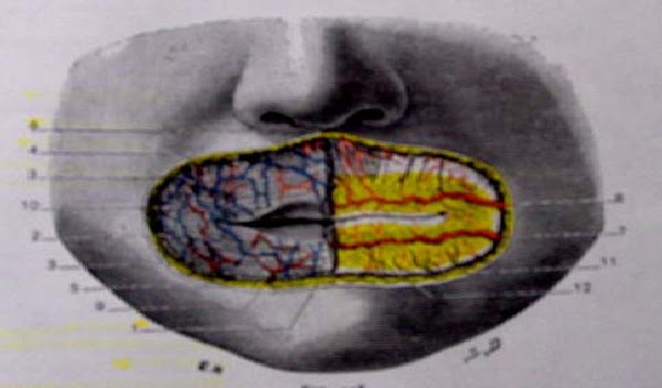 ANATOMÍA CLÍNICA DE LA CAVIDAD BUCAL