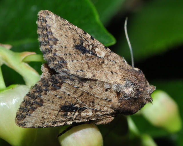 Lepidópteros de Villena y comarca: Mythimna languida