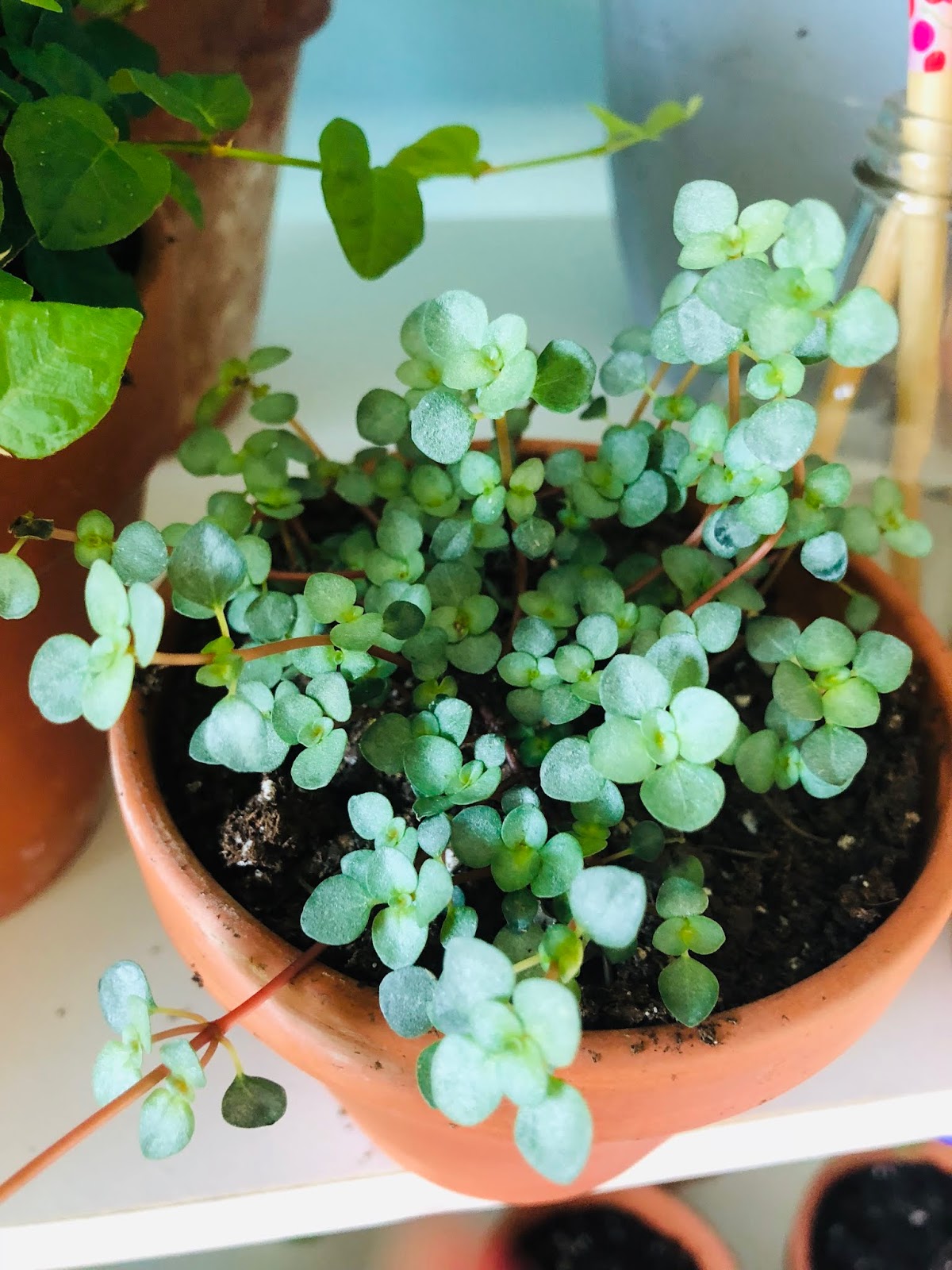 Lily's Indoor Jungle: Creeping Pilea Care