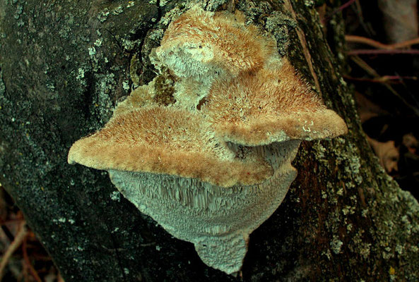HONGOS DE AMERICA Y OTROS CONTINENTES: FAMILIA: Polyporaceae. GENERO ...