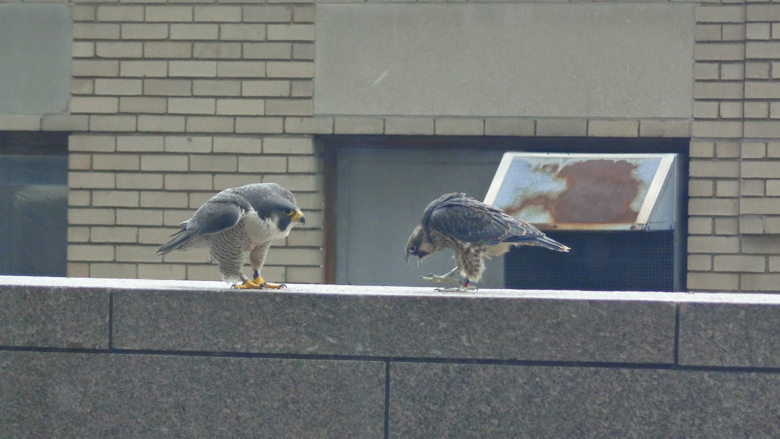 Columbus Peregrine Falcon Update: Hoshi Report!