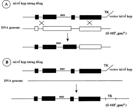 Các Vector chuyển gene dùng ở động vật - Sinh Học Phân Tử