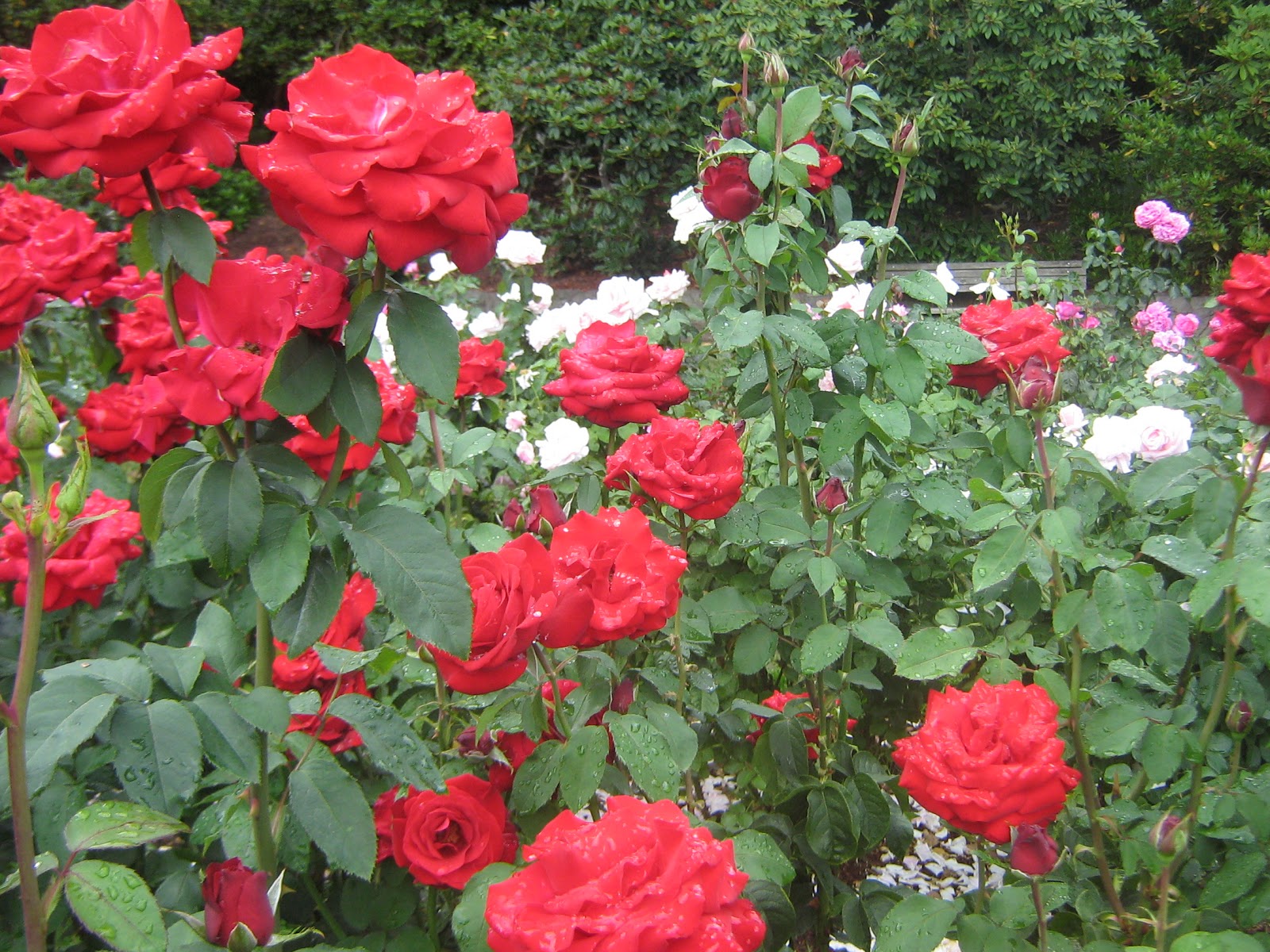 The Traveling Mandolin: Where to Go: International Rose Test Garden ...