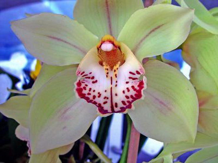 Tarım Siteniz: Orkide(orchid)