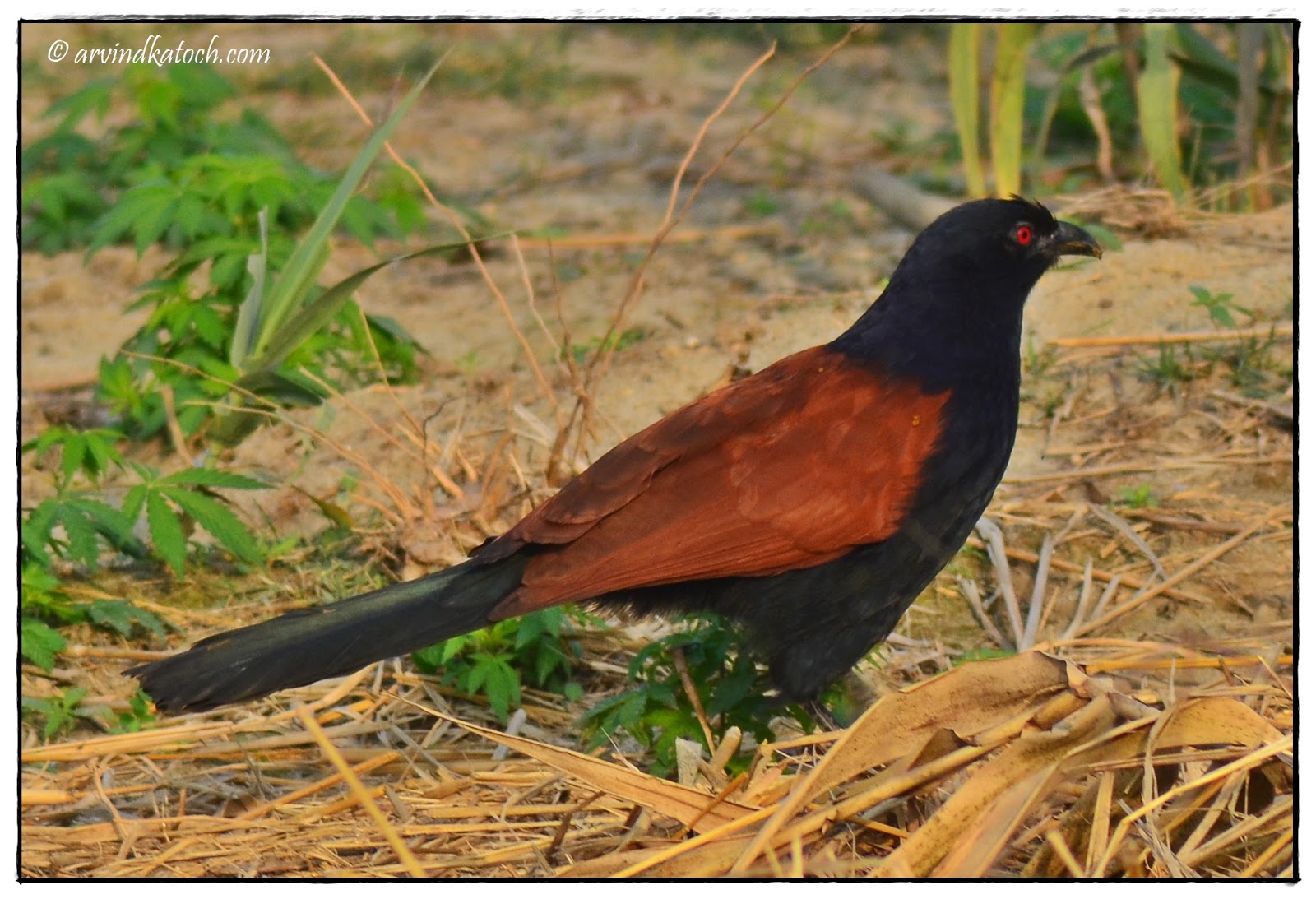 The Greater Coucal Or Crow Pheasant (Centropus sinensis) Pictures and ...