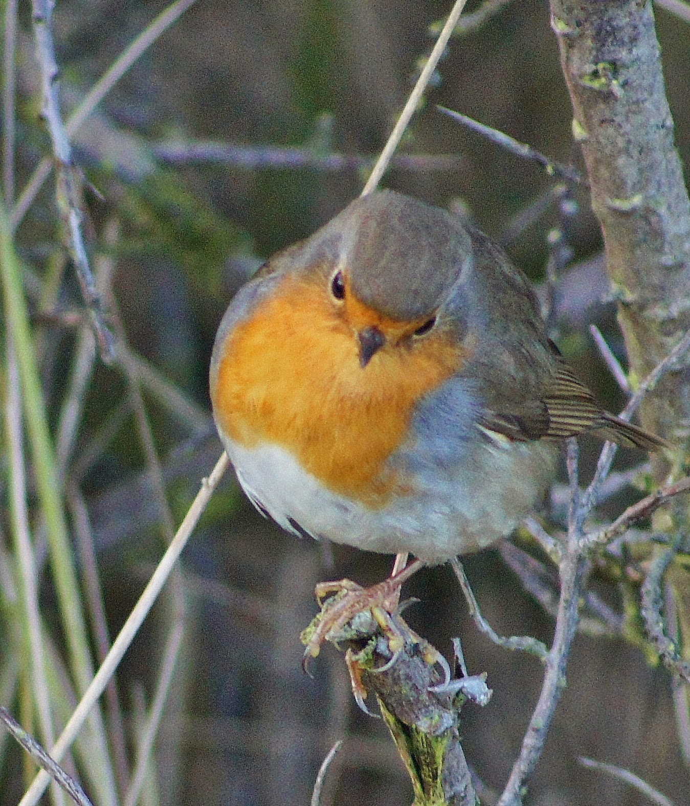 (AWD)....... AMSTERDAMSE WATERLEIDINGDUINEN: Waternet Voertuigen