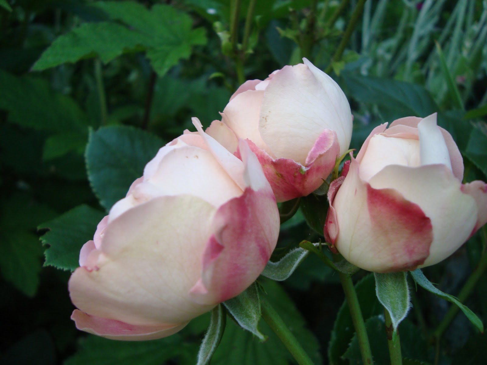 Passionnément jardin: Une rose, un rosier...Acropolis