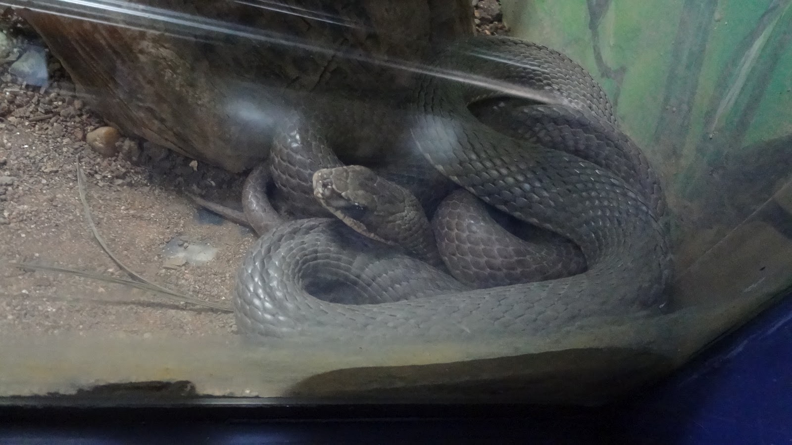 Tudo sobre Cobras: Cobra Cipó