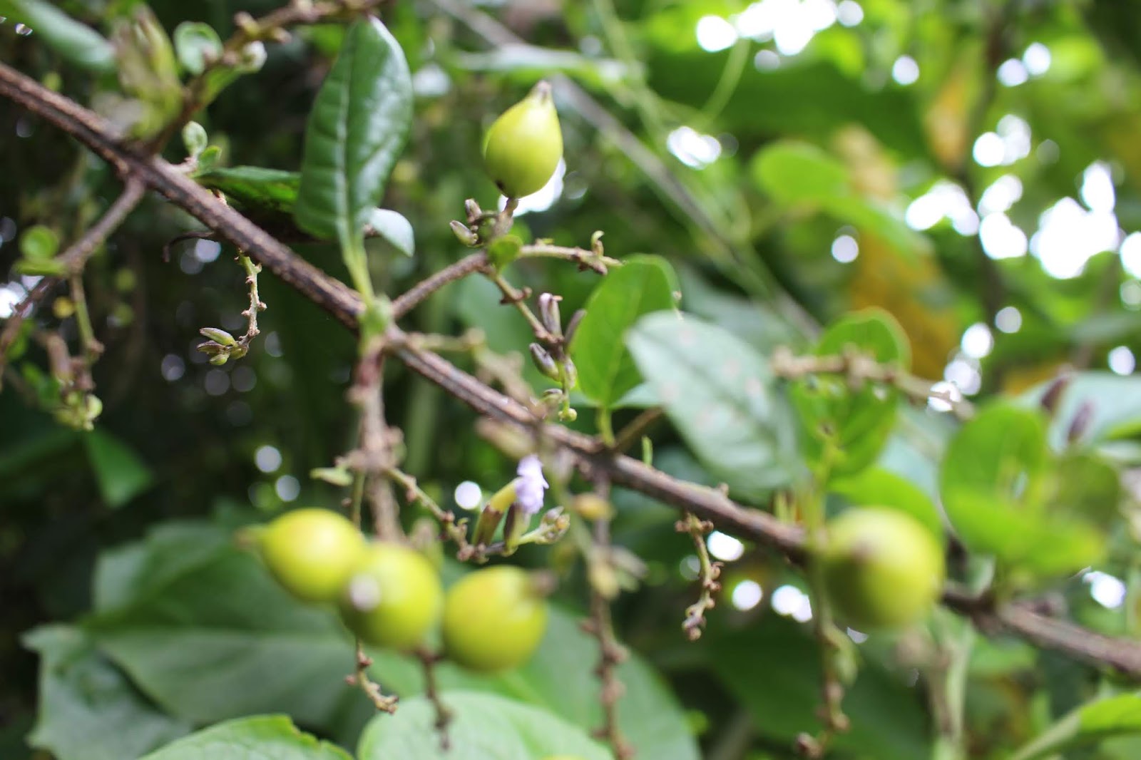 PROYECTO ESCA 099: Plantas Nativas