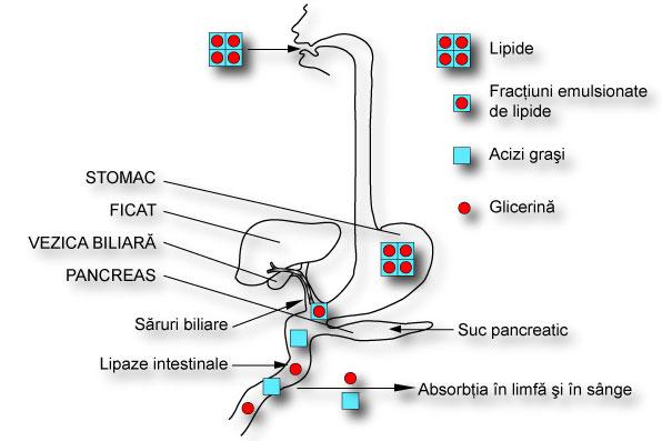 AMG: Biochimie- Curs3 : METABOLISMUL